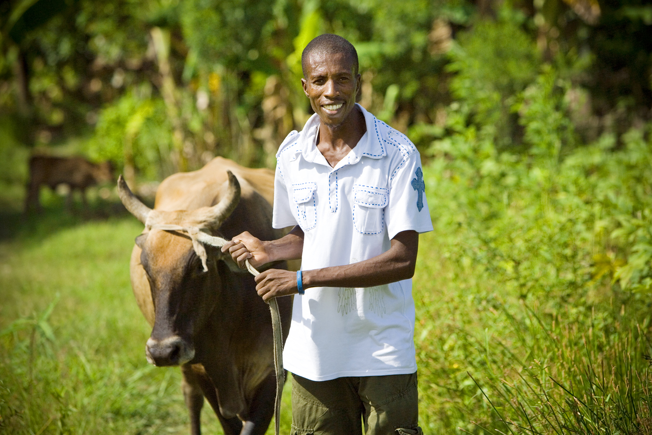Cow Island Haiti