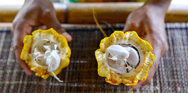 Haitian Grown Cocoa Beans Win Gold Prize at Chocolate Awards, Could ...