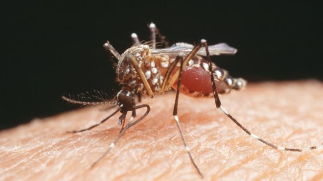 Africa and Asia at Risk of Zika Virus Exposure