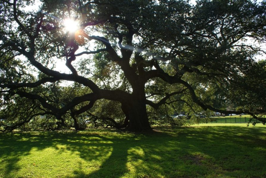 Hampton University Fights to Save Emancipation Oak Threatened by ...