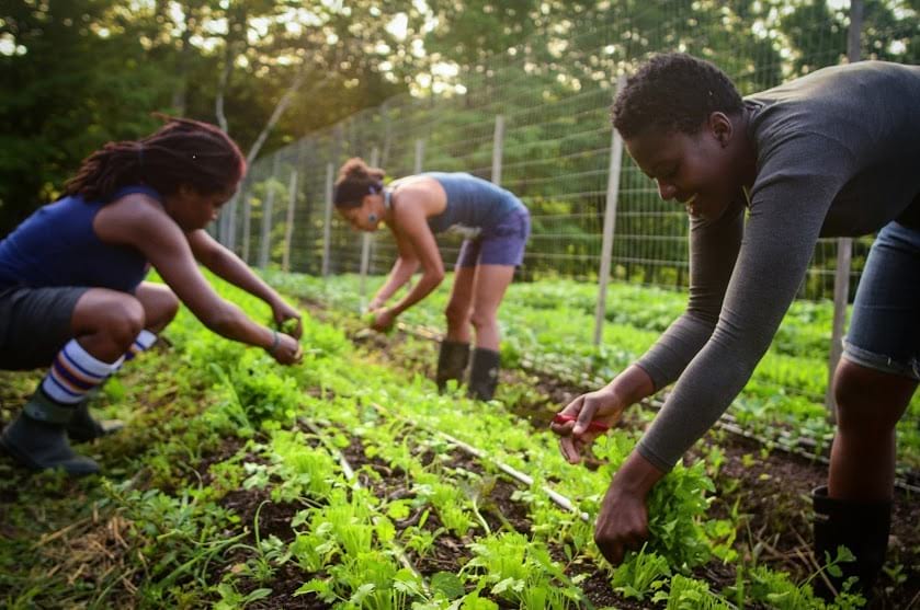 6 Successful Farms Promoting the Resurgence of Black Agrarians