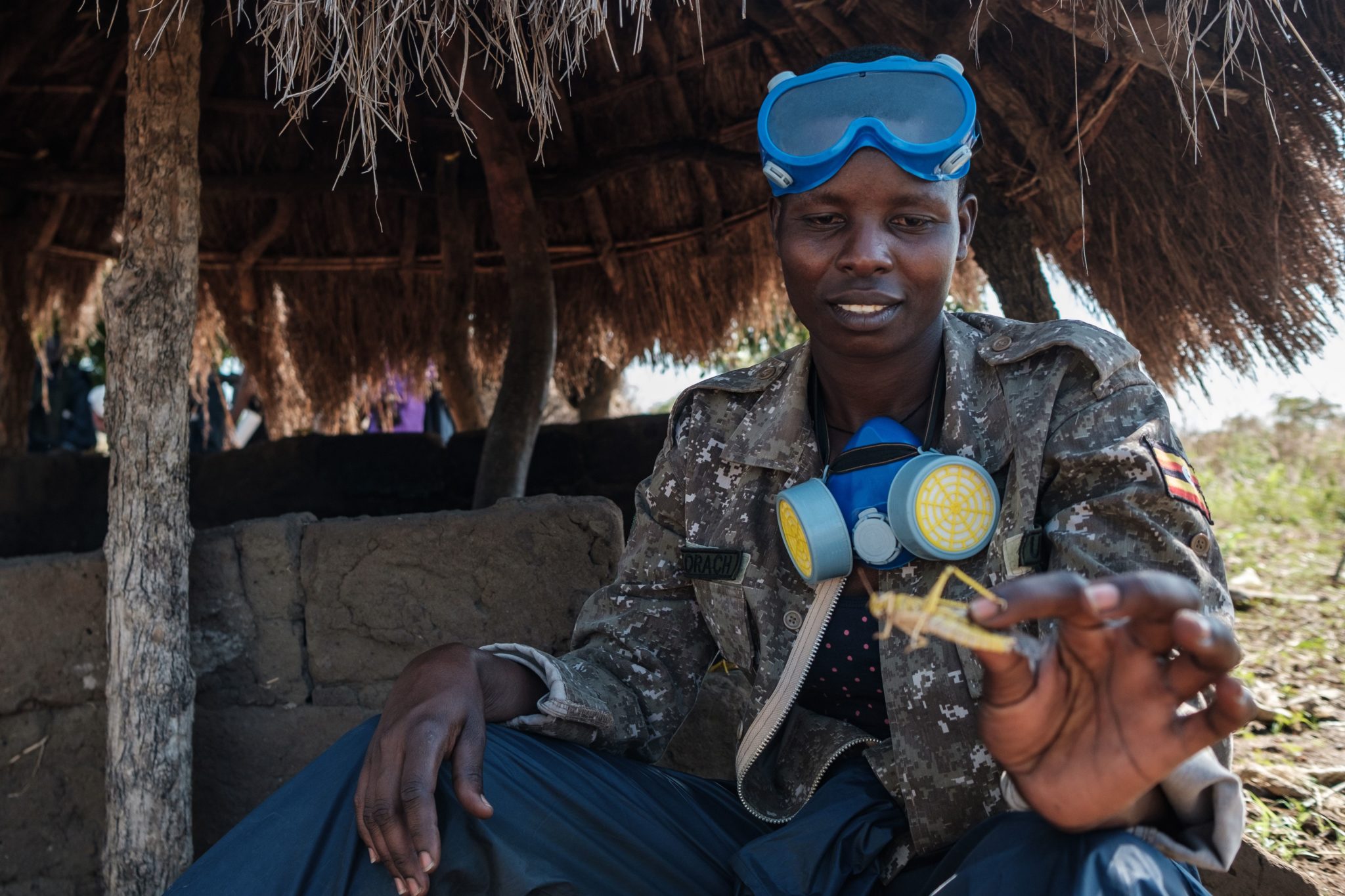 Massive Locust Swarms Big Enough to Cover New York Put Millions of East ...